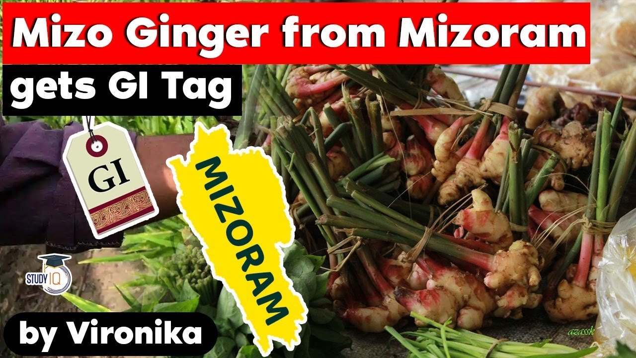 Mizo Ginger From Mizoram Gets GI Tag – Free PDF Download