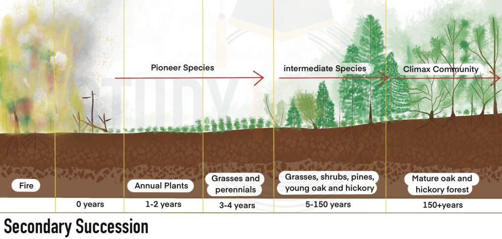 Ecological Succession: Definition, Types, Process, Stages and Impacts